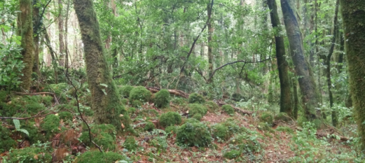 Student Travel: Exploring Cong, Co Mayo | Study in Ireland | Education ...